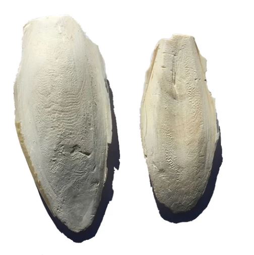 CUTTLE BONE 3 PACK – Fins Fangs Feathers & Fur